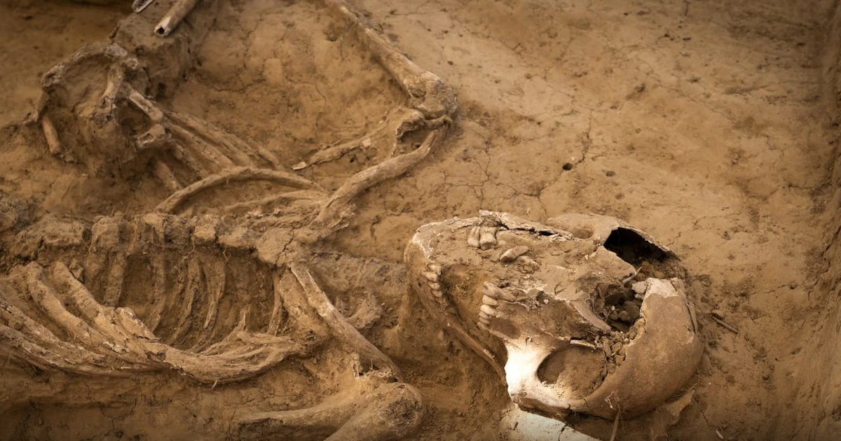 Les archéologues retrouvent un soldat tombé à Waterloo
