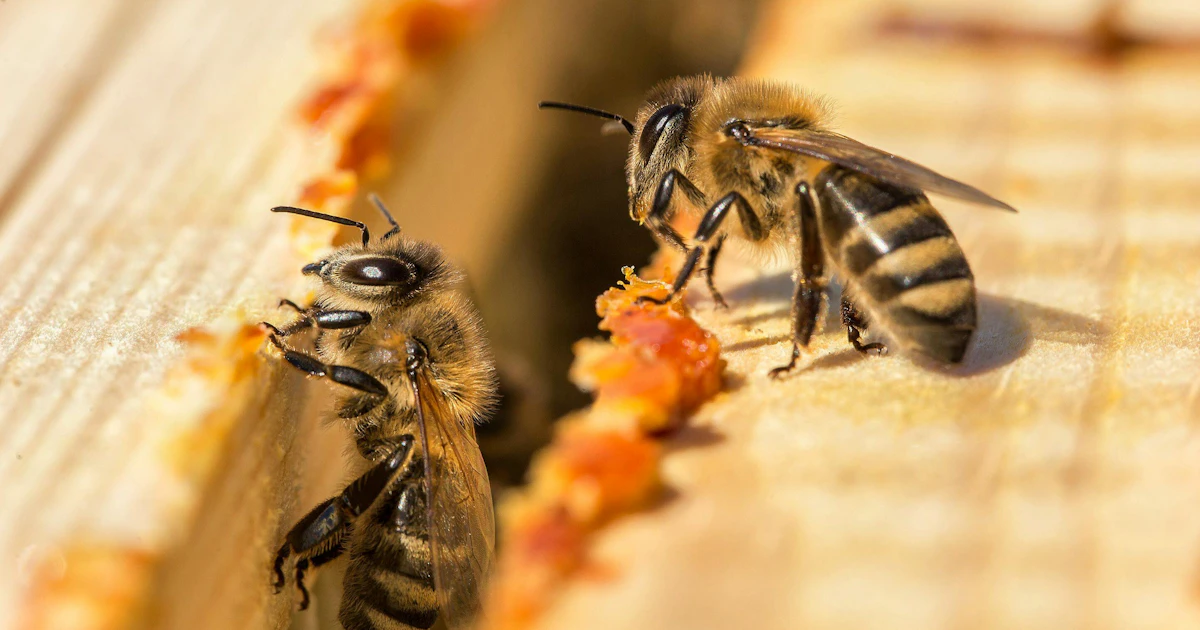 Un téléphone pour les abeilles sauvages
