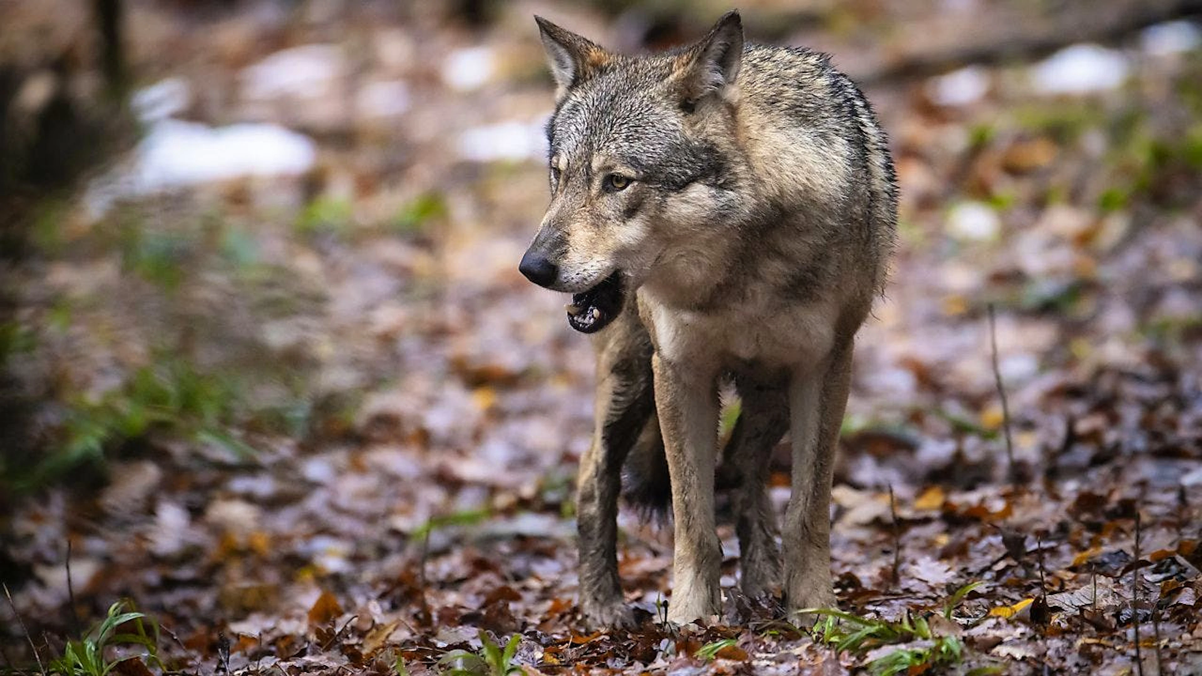 Fragen aus dem St. Galler Kantonsrat zur Wolfsjagd in Russland