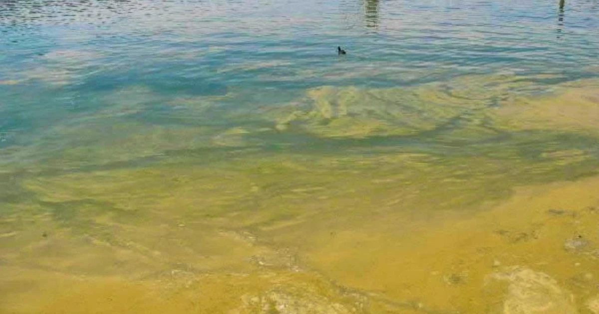 Blue-green algae alarm in Schaffhausen waters