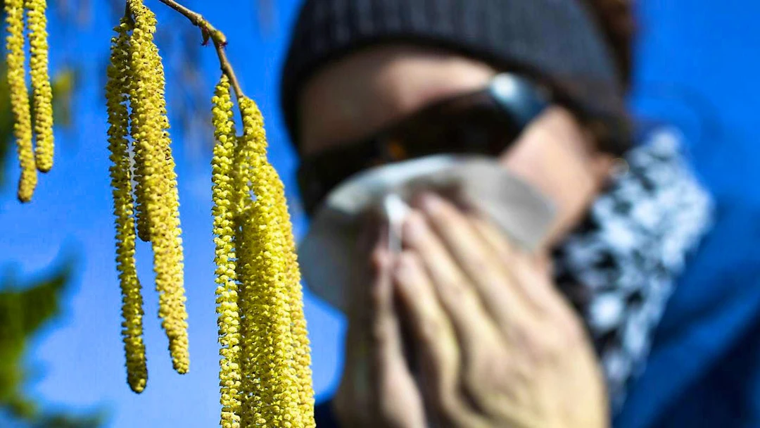 Pollen allergy sufferers may experience initial symptoms due to hazel ...