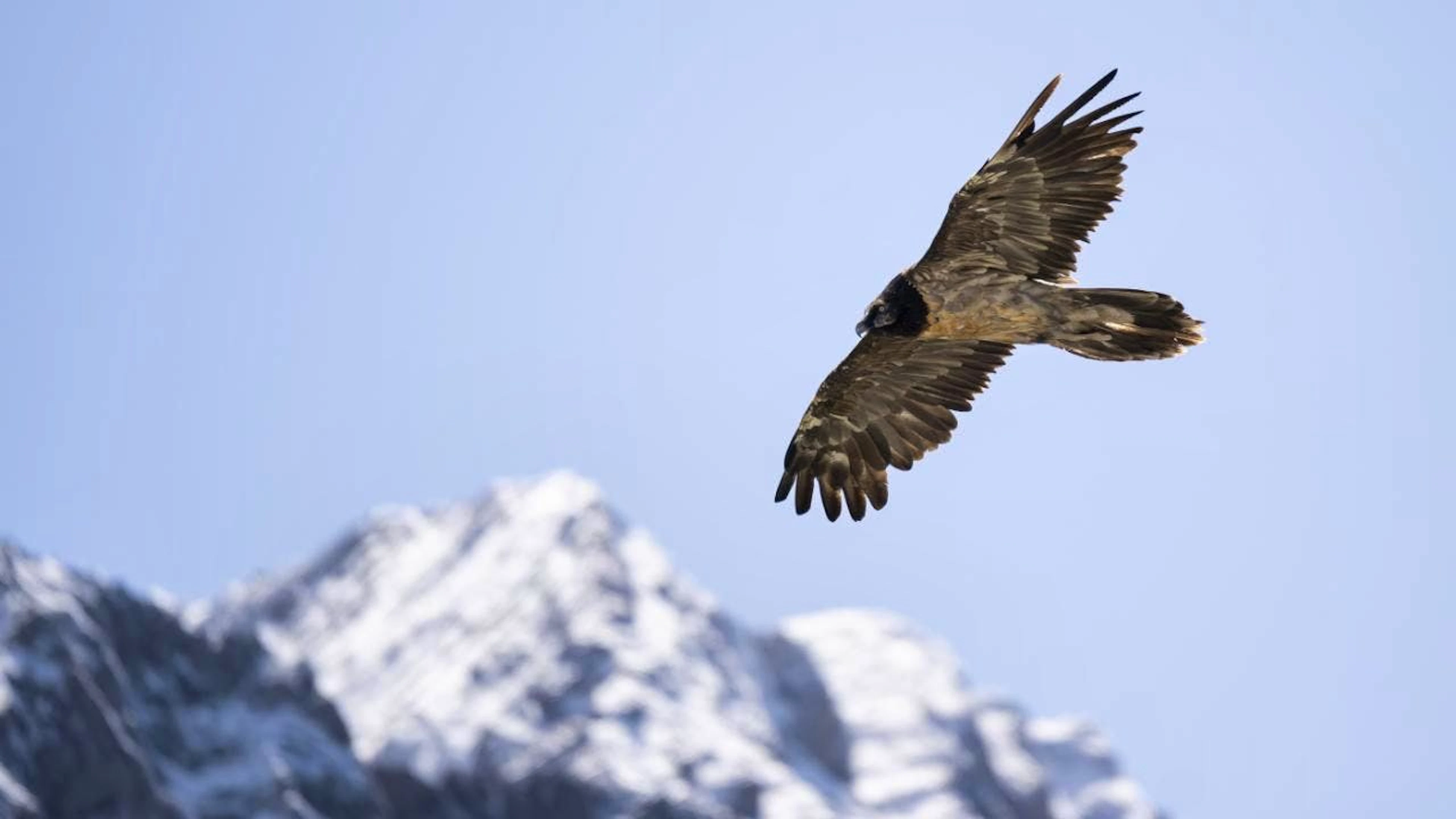 26 jeunes gypaètes barbus se sont envolés cette année en Suisse