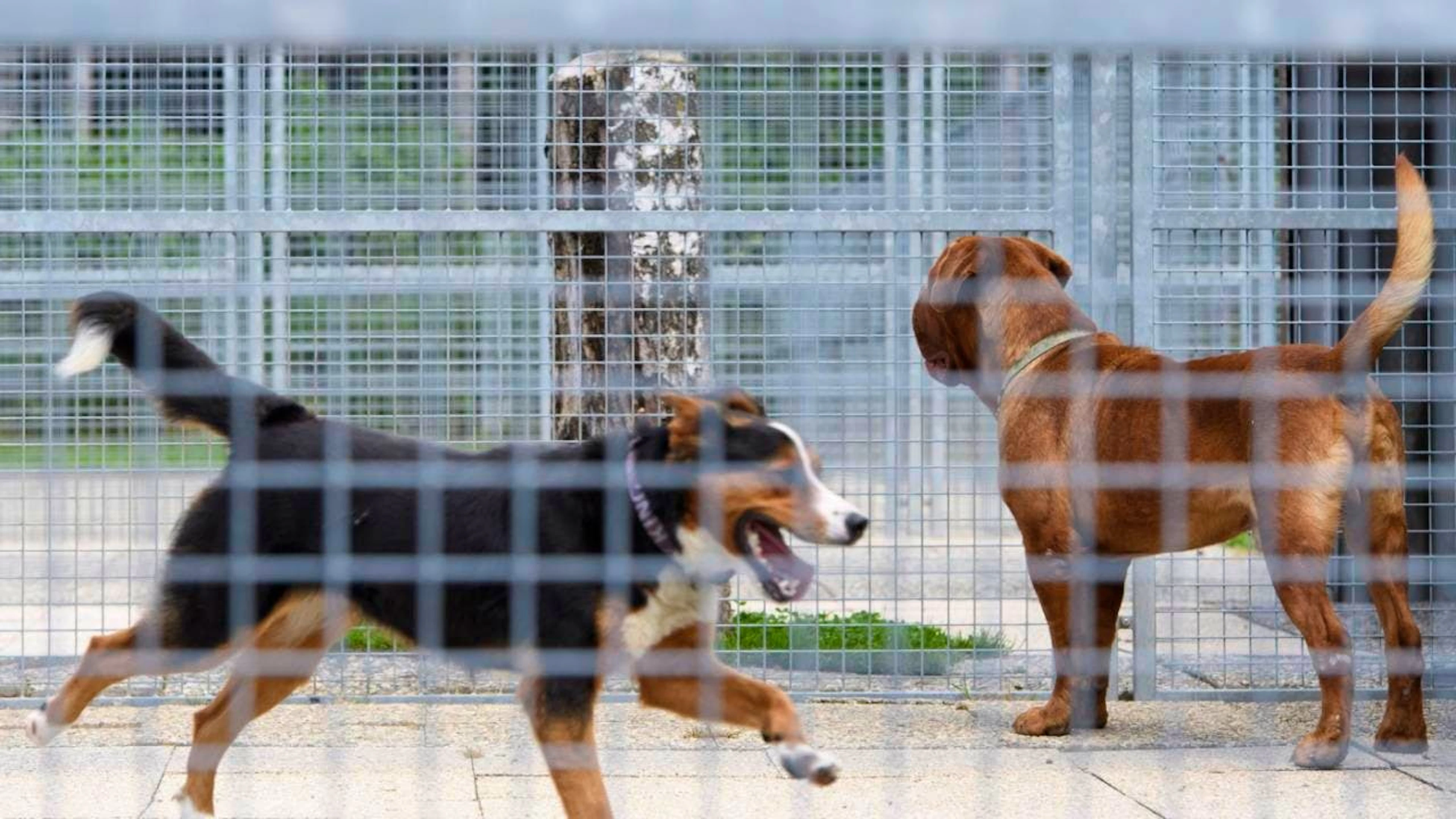 Adoption d'animal de compagnie: garantie de retour souhaitée