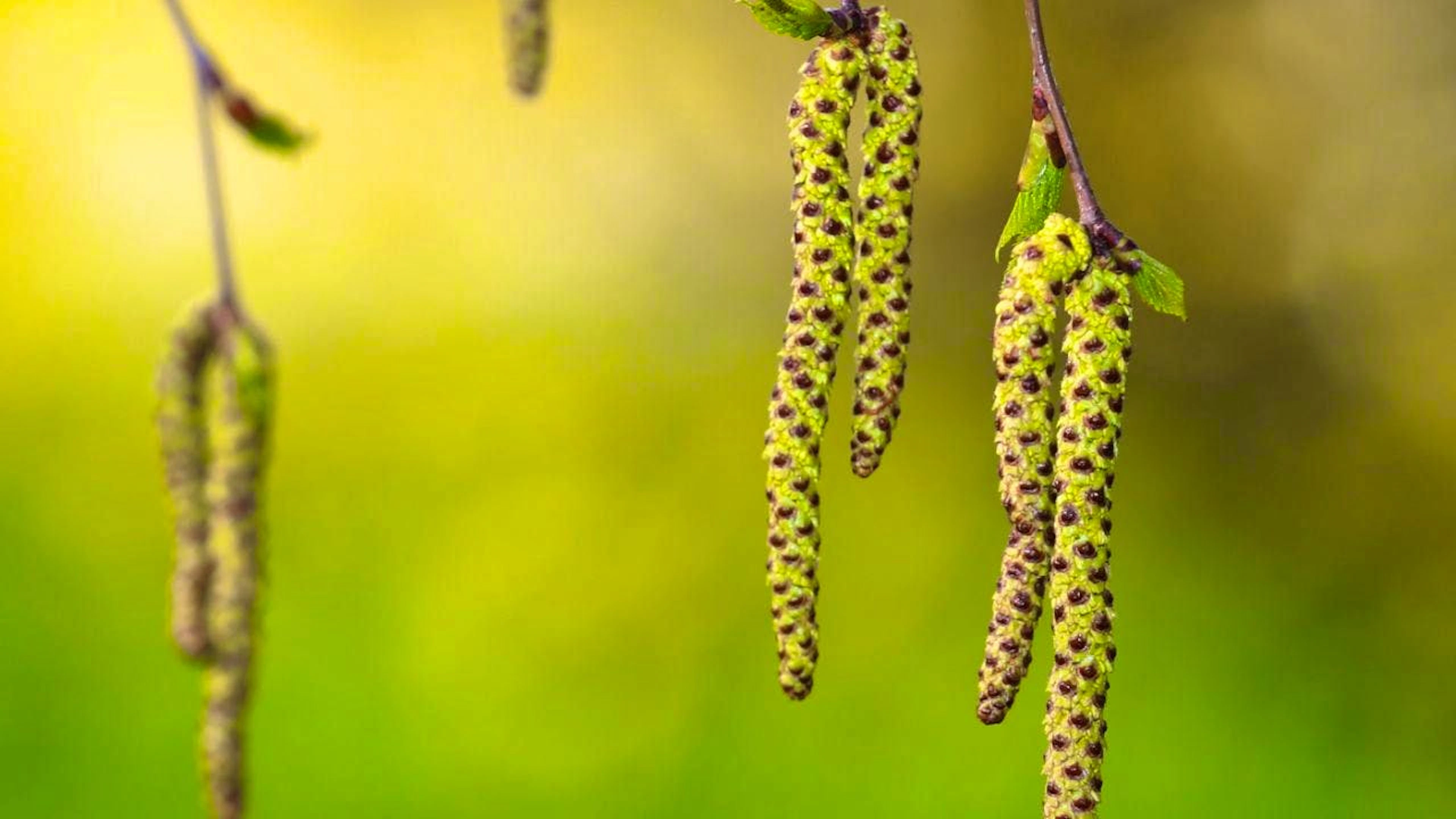 Birch trees with lots of flowers indicate a strong pollen year