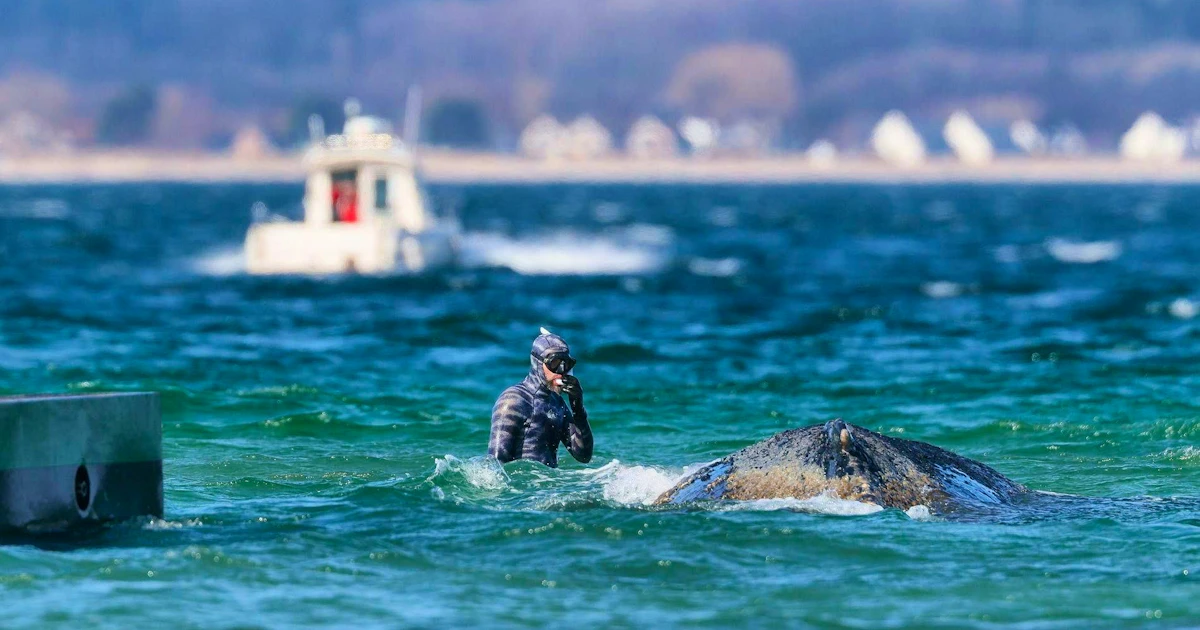 Humpback whale stranded in the Baltic Sea - expert sees little chance ...