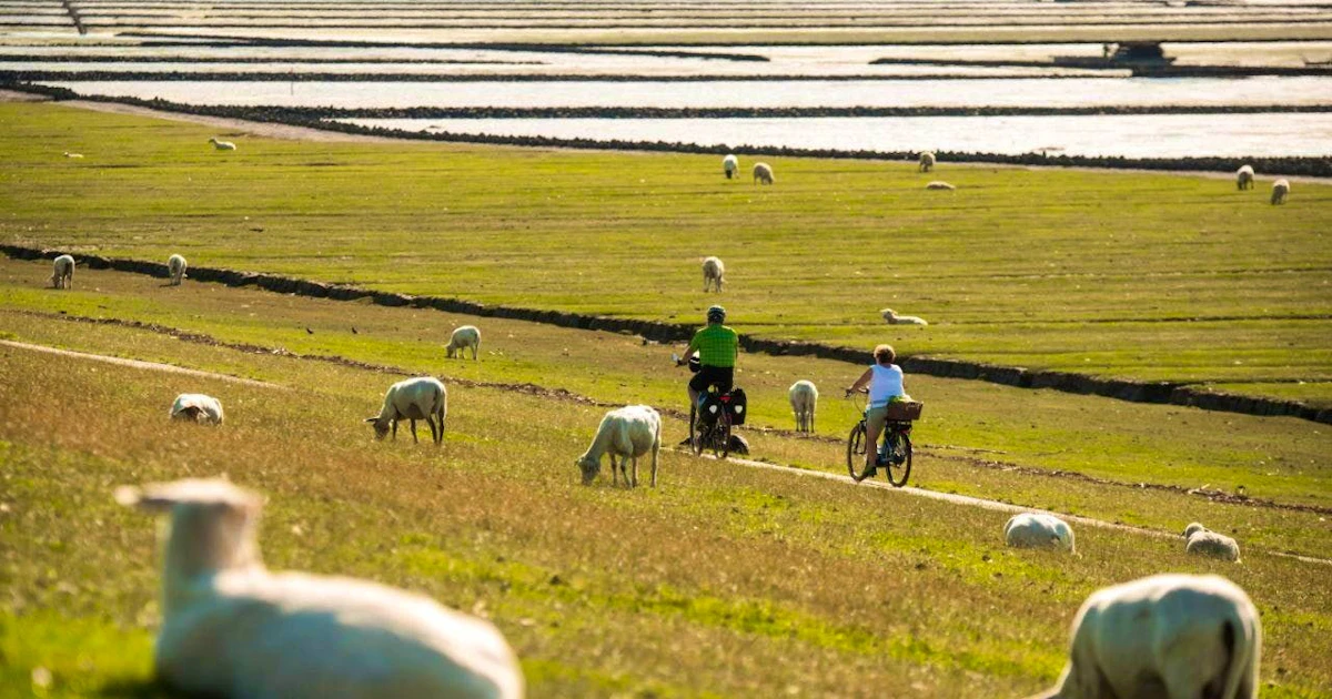 Jam on the Dike – How Towns Celebrate the Wadden Sea